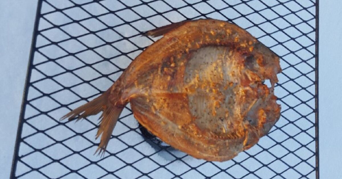 Kaip rūkinti karšį malkinėje rūkykloje| INGOS RECEPTA www.gerarukykla ...